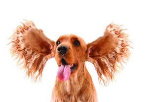 What Causes Crusty and Stinky Dog Ears? | Olia | Essential Oils for Pets