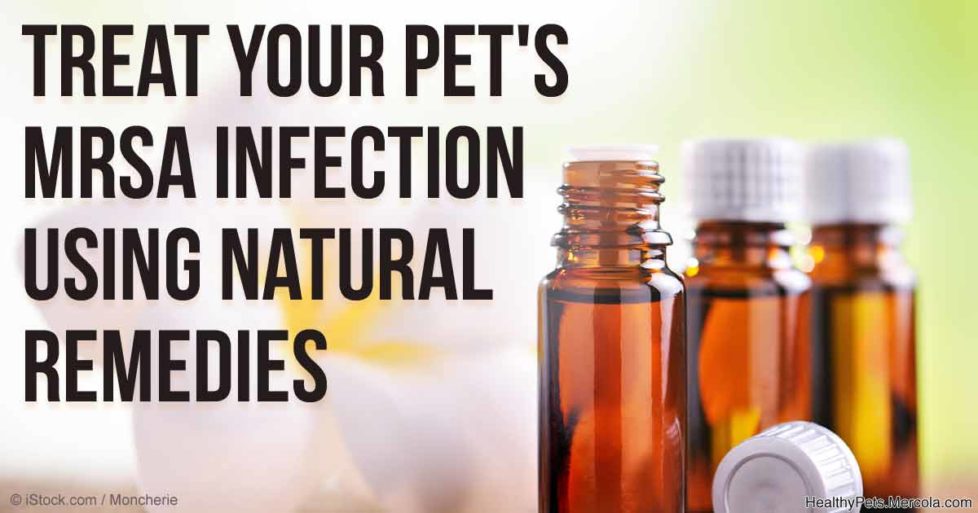 treating-pet-mrsa-natural-remedies-fb | Olia | Essential Oils for Pets